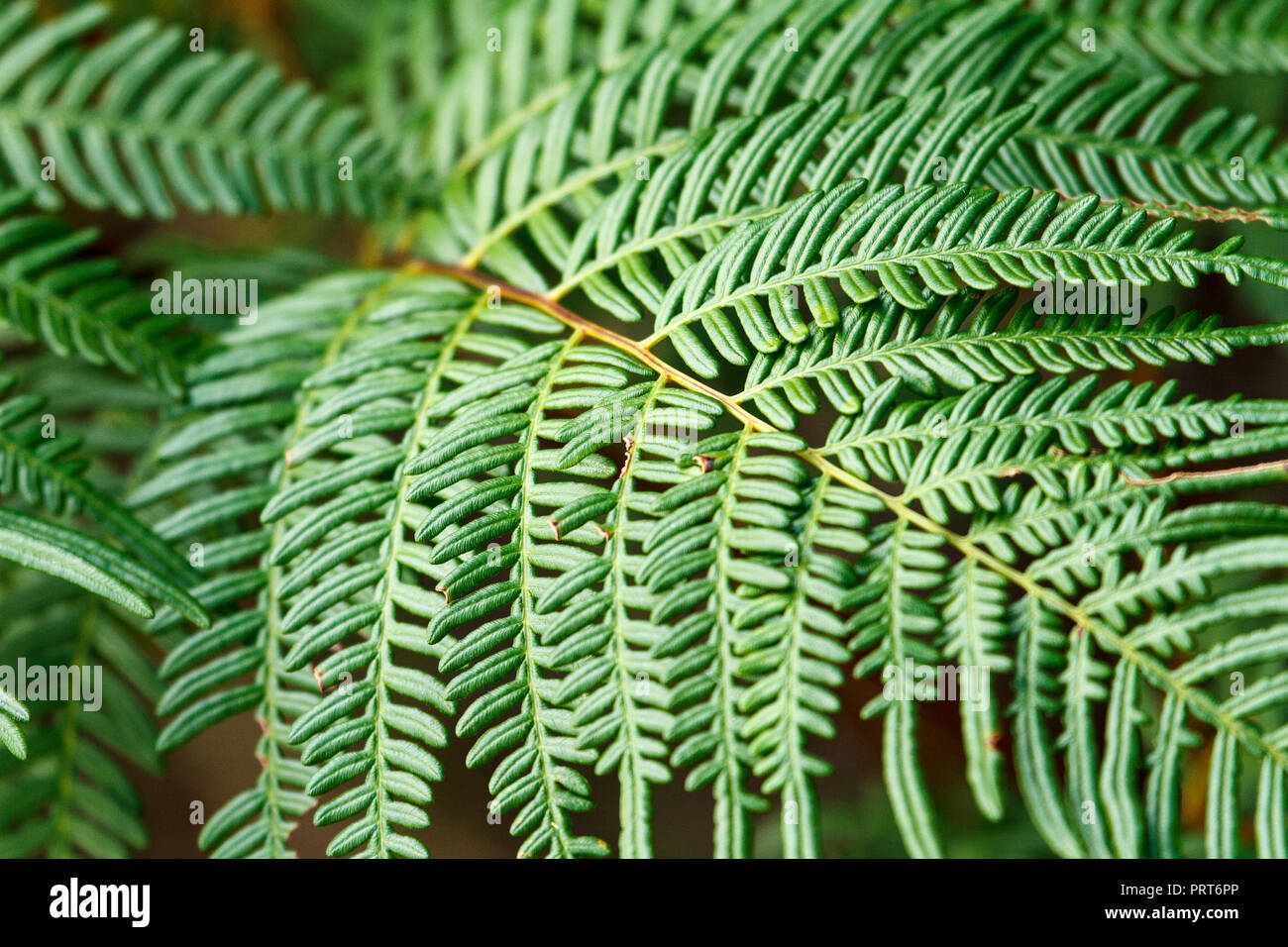 Australian fern plant fronds hi-res stock photography and images - Alamy