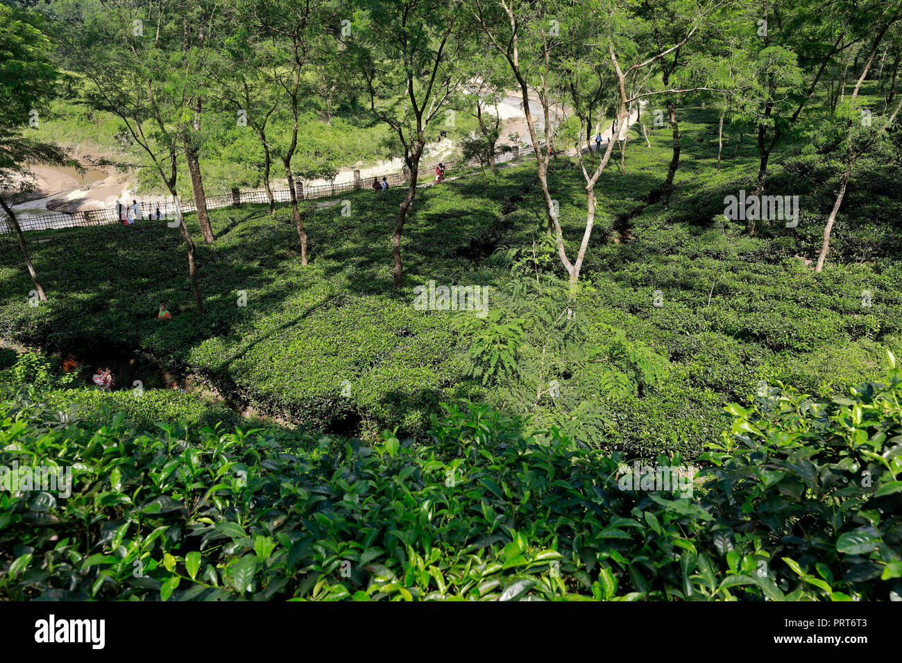 Sylhet garden tea hi-res stock photography and images - Alamy