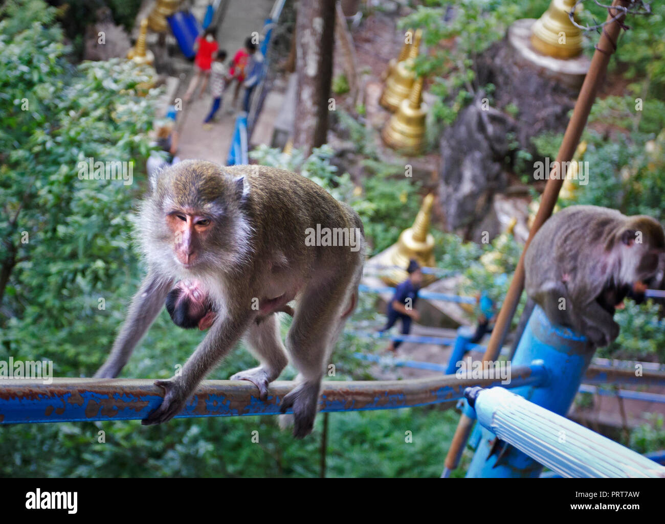 Female monkey carrying baby. Tiger Cave Temple, Krabi, Thailand Stock ...