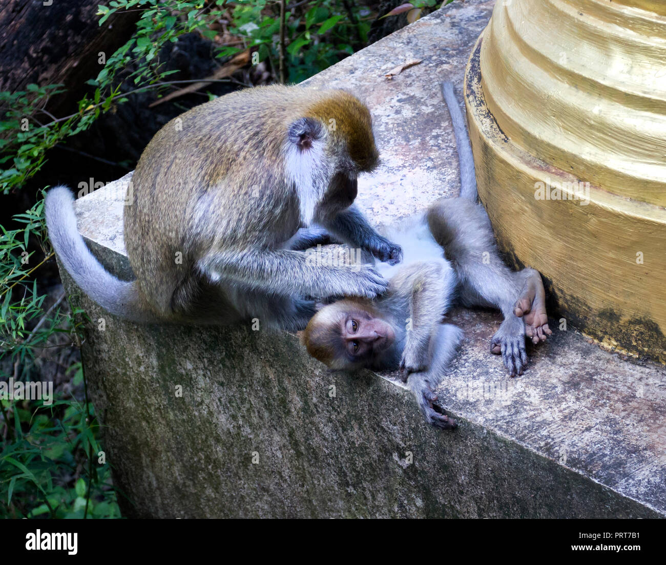Female monkey picking fleas off baby. Tiger Cave Temple, Krabi ...