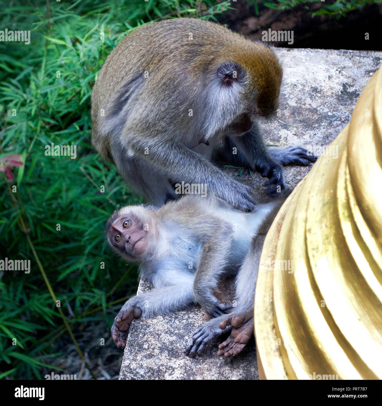 Female monkey picking fleas off baby. Tiger Cave Temple, Krabi ...