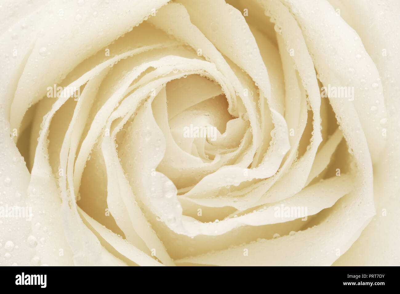 cream rose flower petals, close up background Stock Photo - Alamy