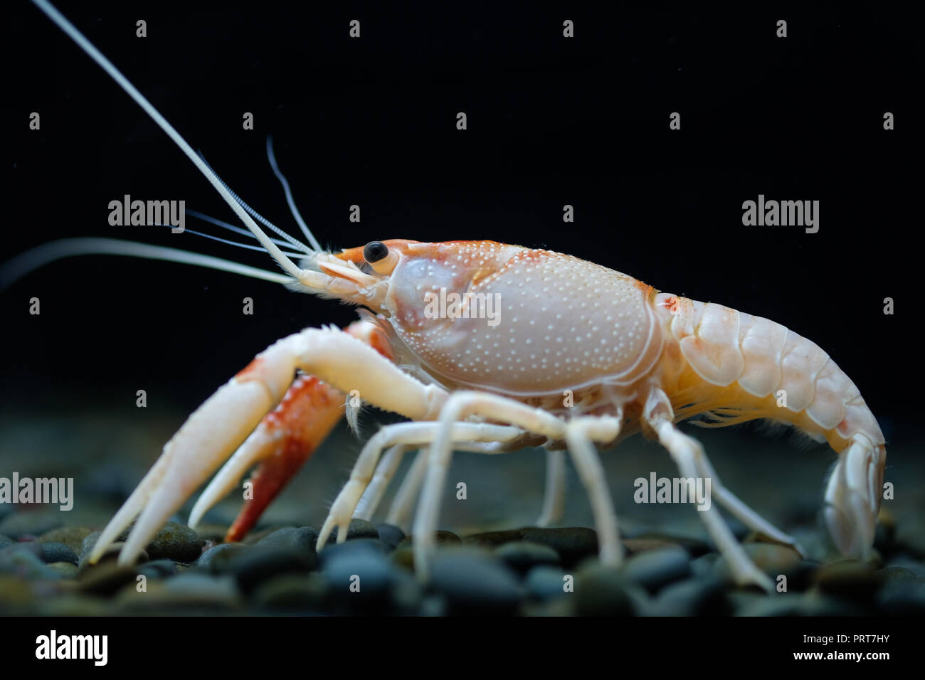 crayfish Procambarus clarkii ghost in the aquarium Stock Photo - Alamy