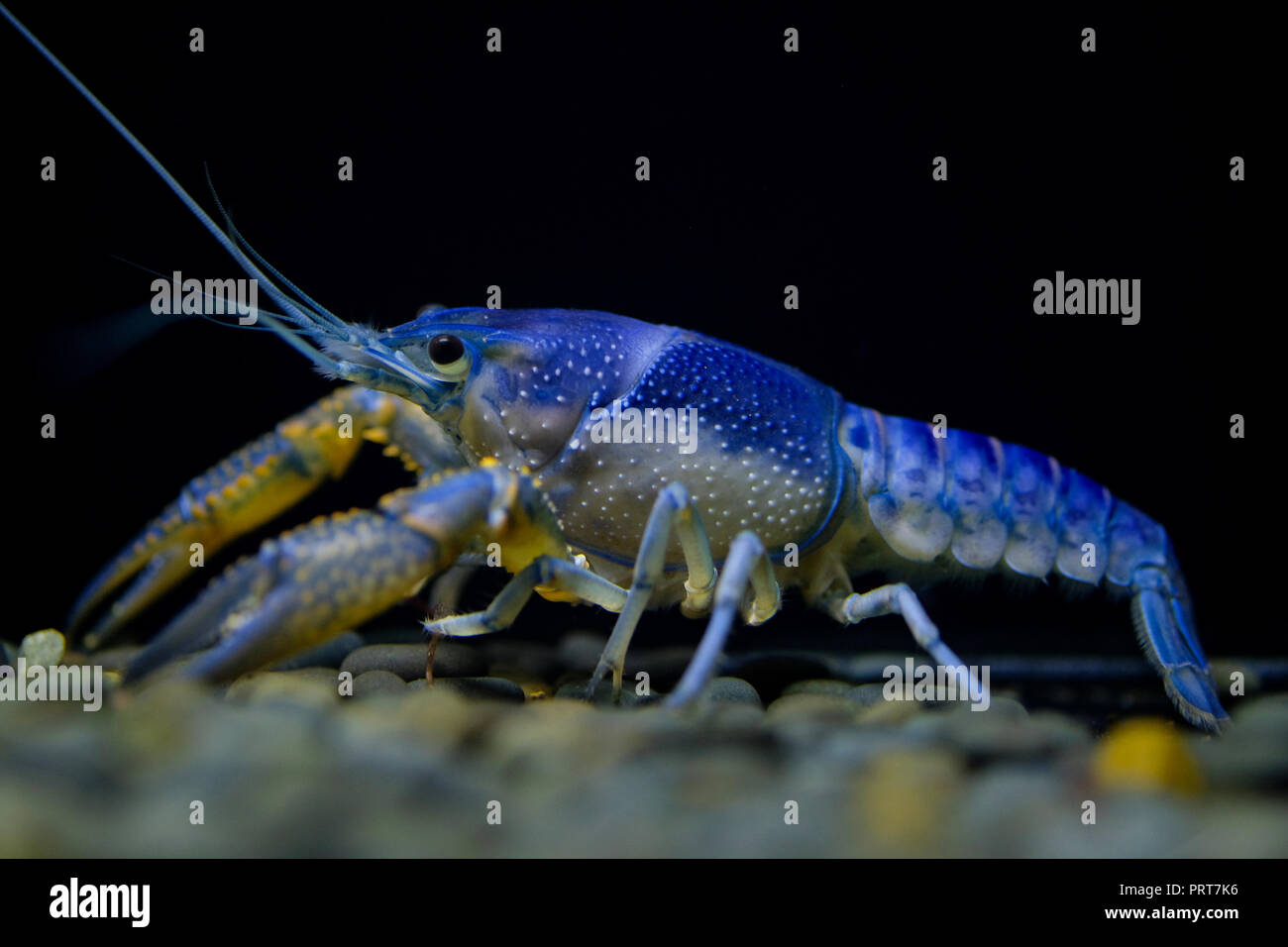 crayfish Procambarus clarkii ghost in the aquarium Stock Photo - Alamy