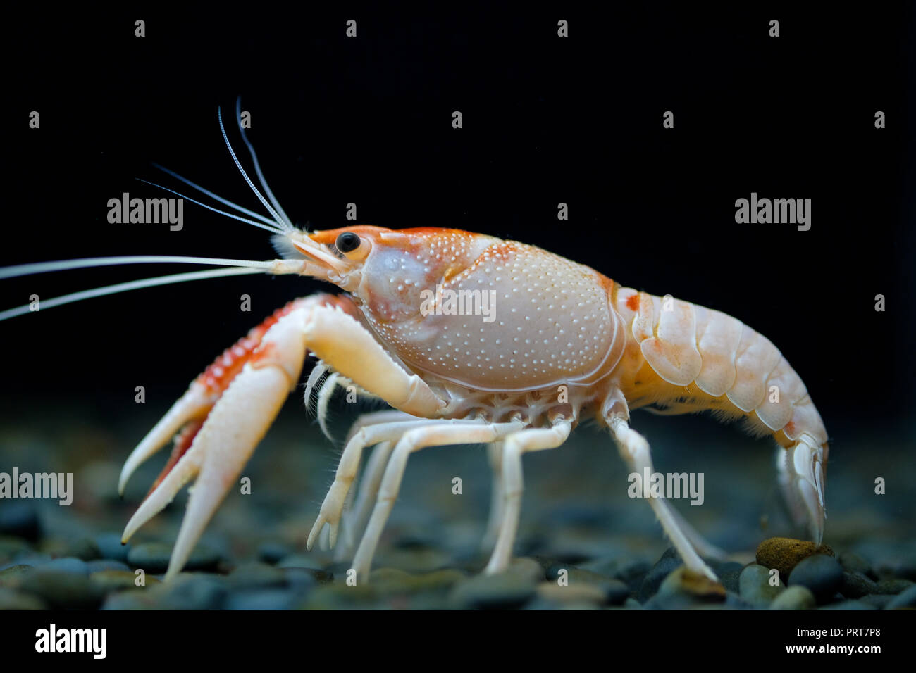 crayfish Procambarus clarkii ghost in the aquarium Stock Photo - Alamy