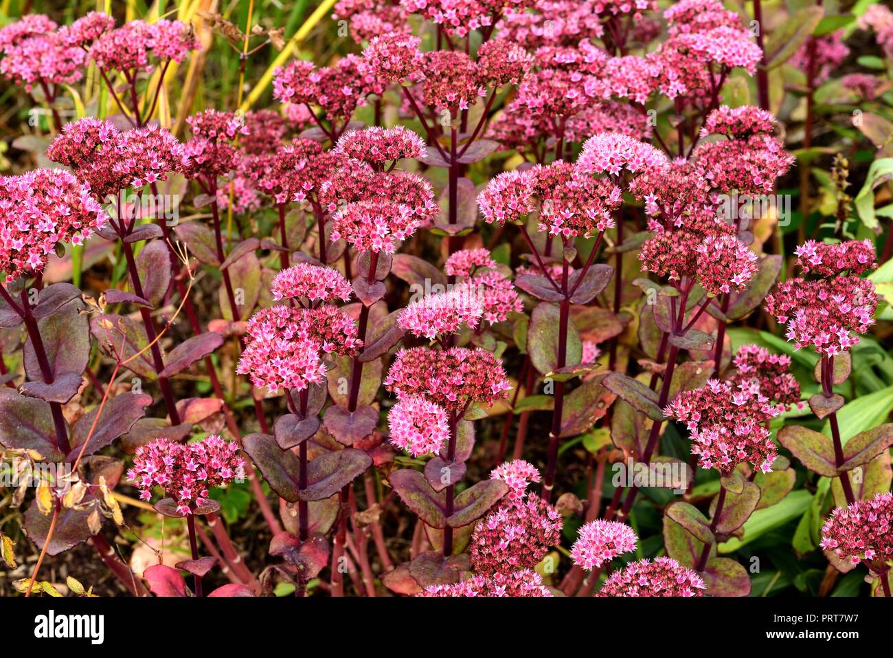 Sedum matrona hi-res stock photography and images - Alamy