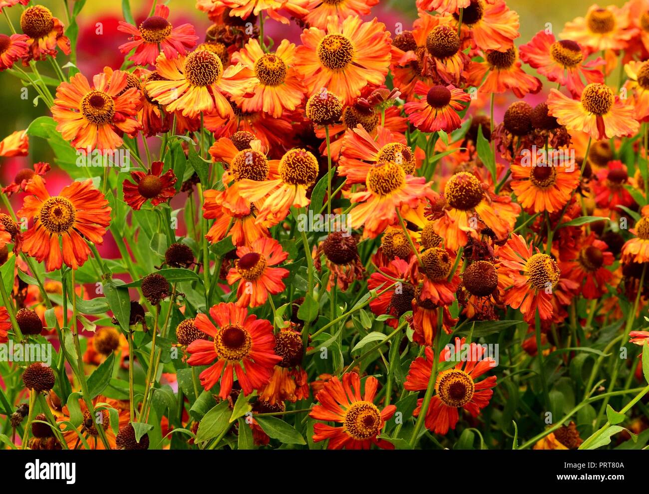 A cluster of orange Rudbeckia Stock Photo - Alamy