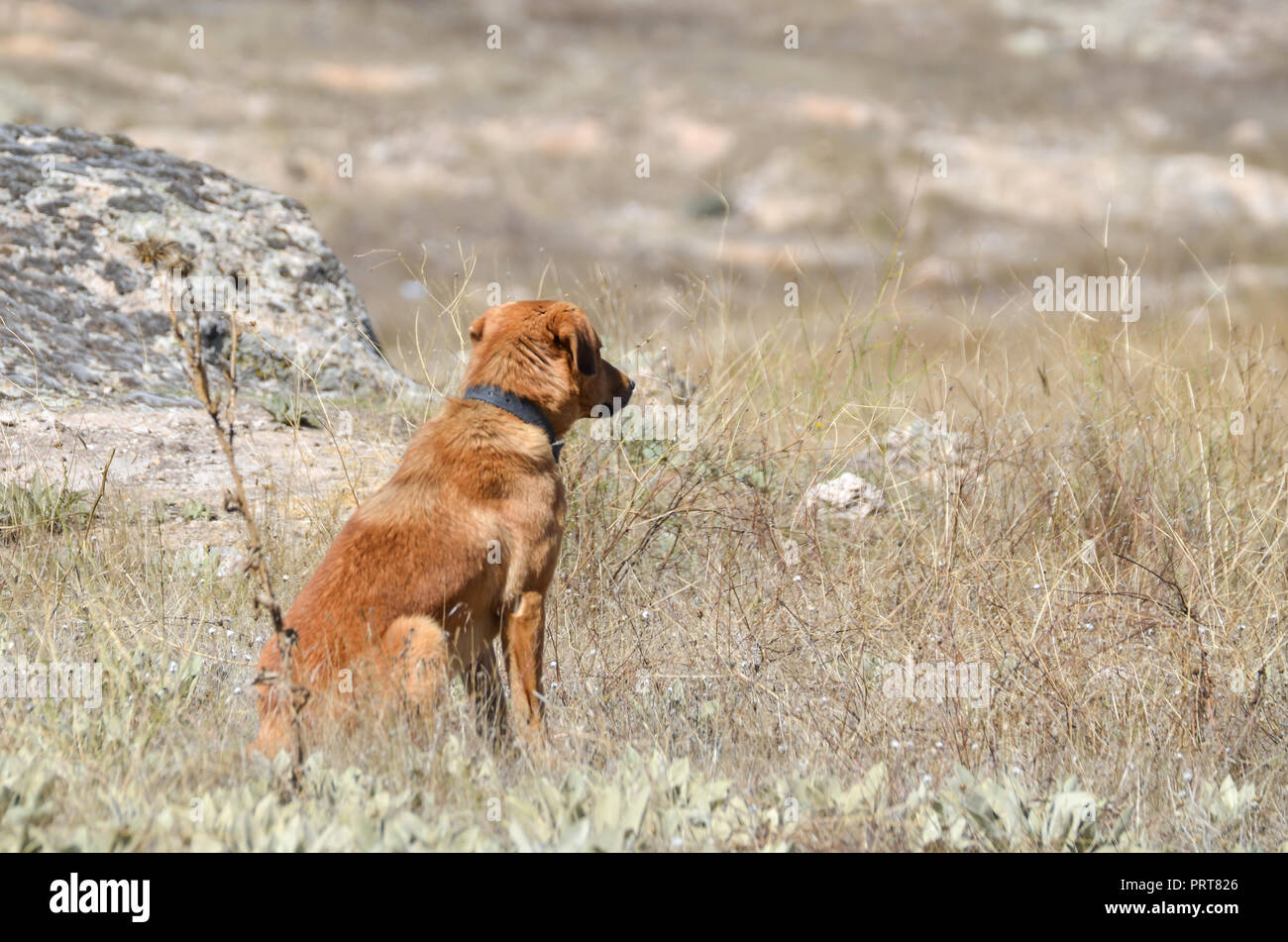 A very sad dog in a rocky area. It stares with sadness Stock Photo - Alamy