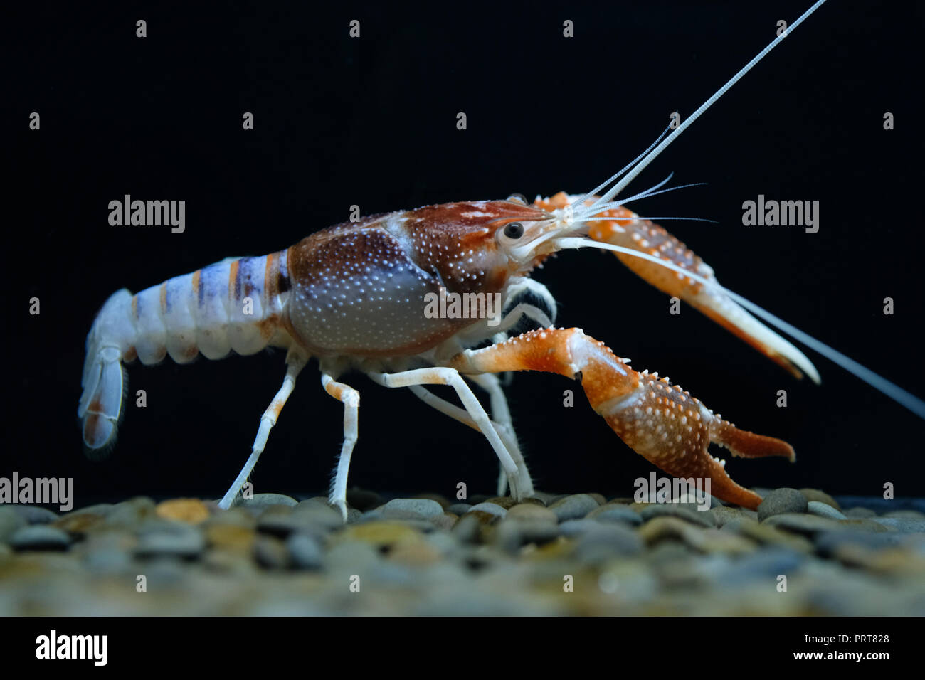 crayfish Procambarus clarkii ghost in the aquarium Stock Photo - Alamy
