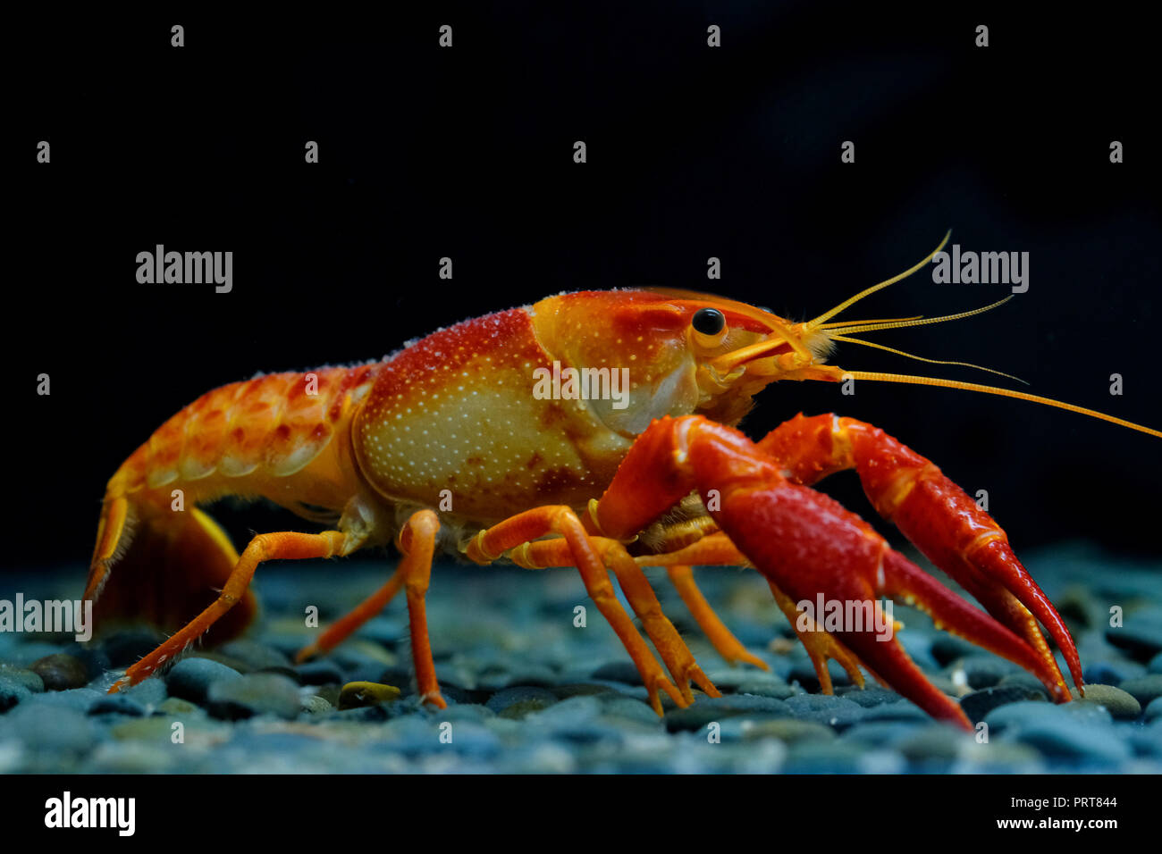 crayfish Procambarus clarkii ghost in the aquarium Stock Photo - Alamy