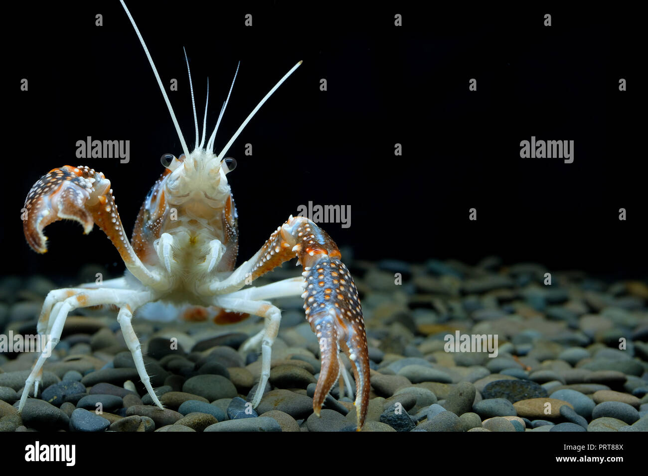 crayfish Procambarus clarkii ghost in the aquarium Stock Photo - Alamy