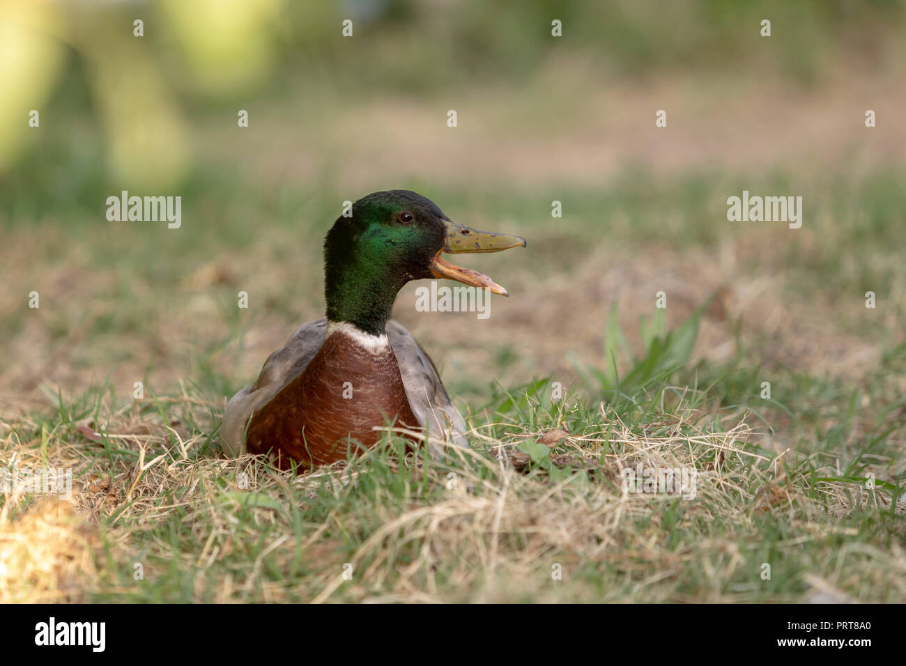 Male and female mallard sitting hi-res stock photography and images - Alamy
