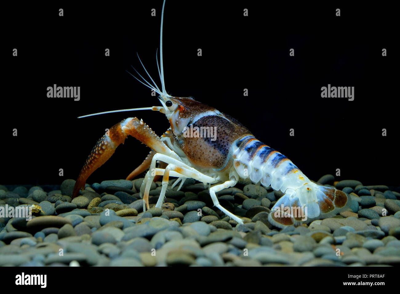 crayfish Procambarus clarkii ghost in the aquarium Stock Photo - Alamy