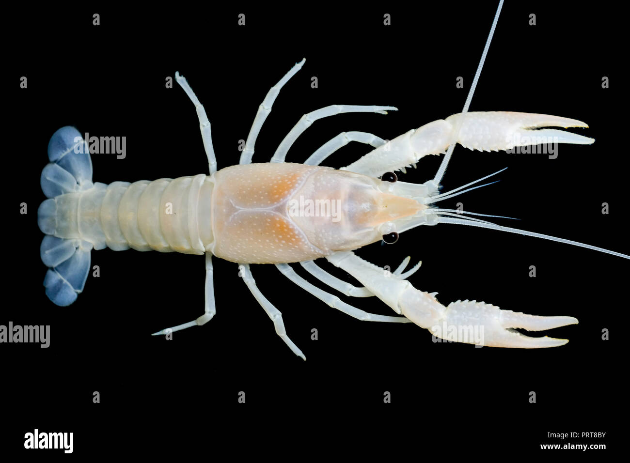 crayfish ghost in the aquarium Stock Photo - Alamy