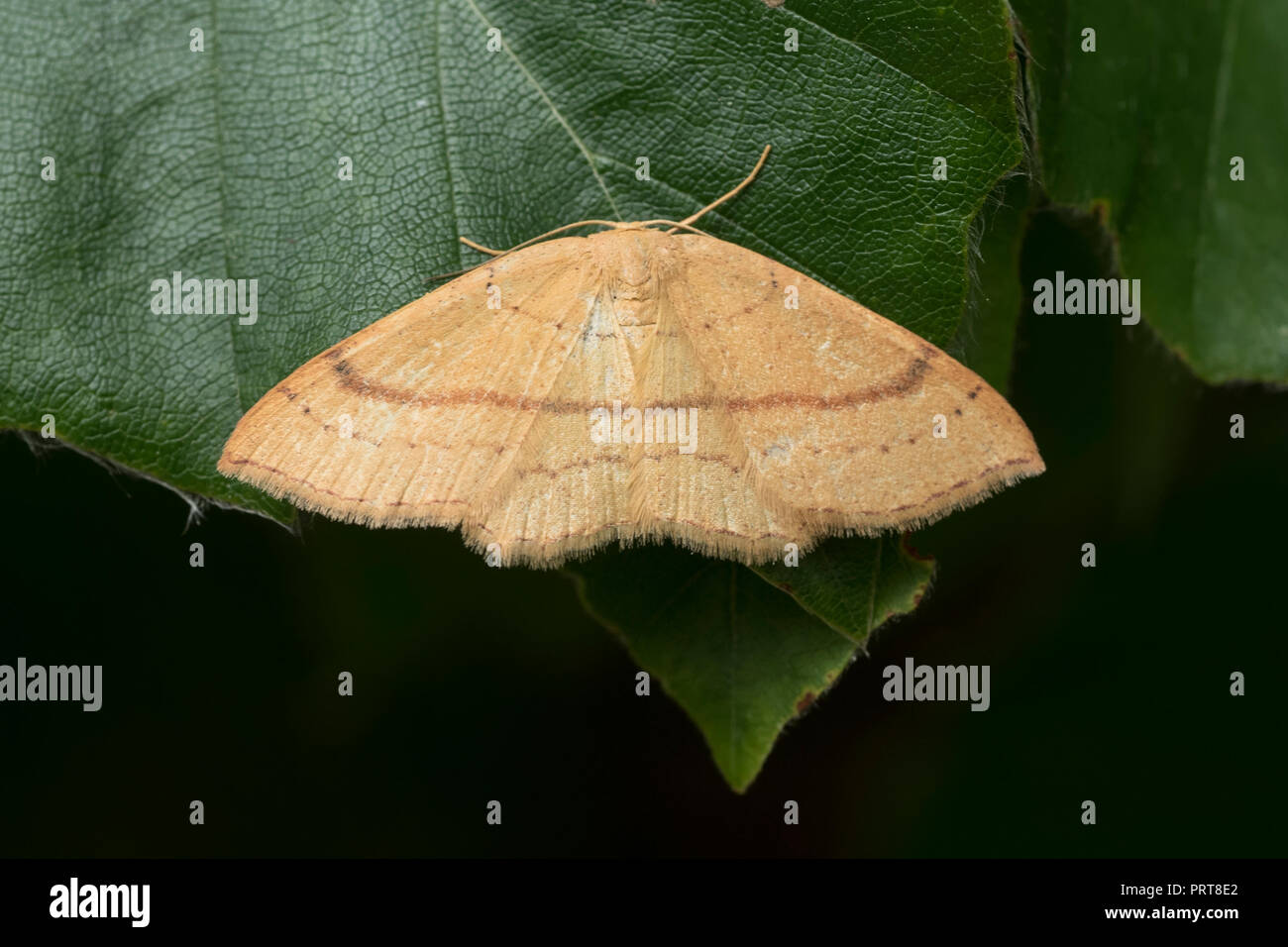 Clay triple lines moth resting on plant leaf hi-res stock photography ...