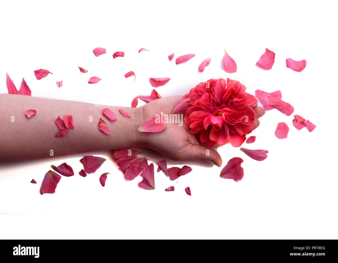 Red rose bud in woman's hand and rose petals. Skin care and perf Stock ...