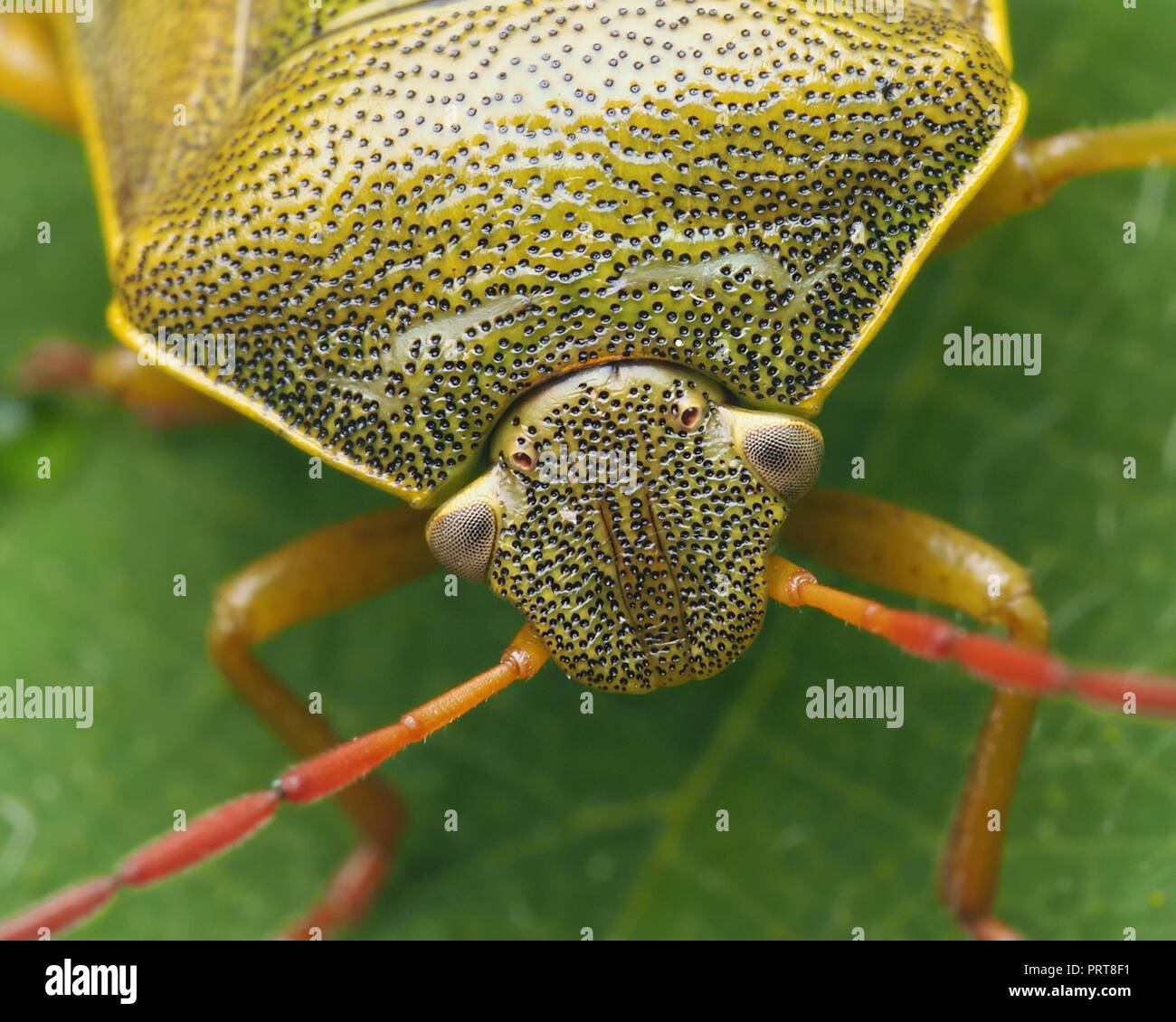 Close up of Gorse Shieldbug (Piezodorus lituratus) head. Tipperary ...