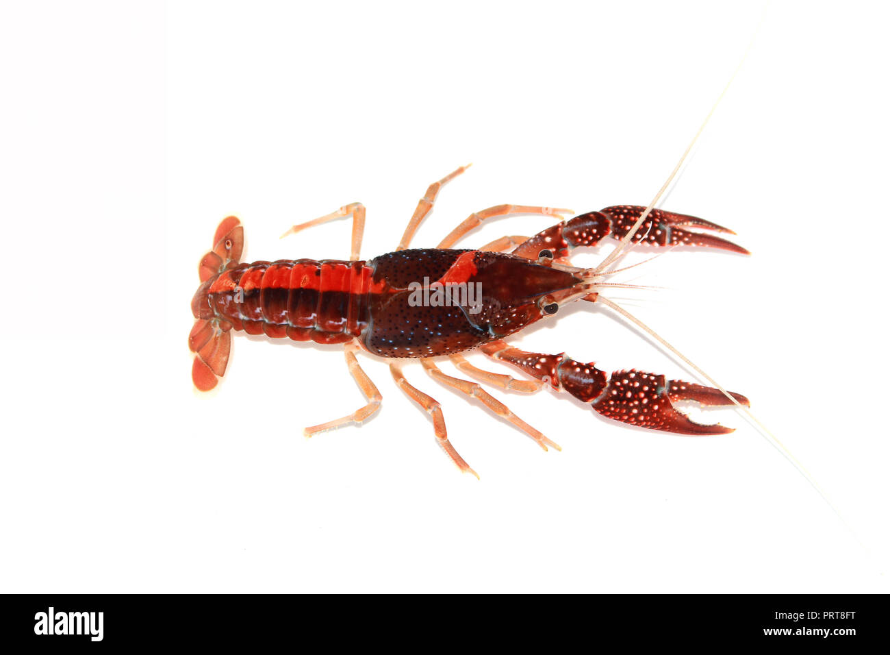 Yabbie crayfish hi-res stock photography and images - Alamy Yabbie crayfish hi-res stock photography and images - Alamy