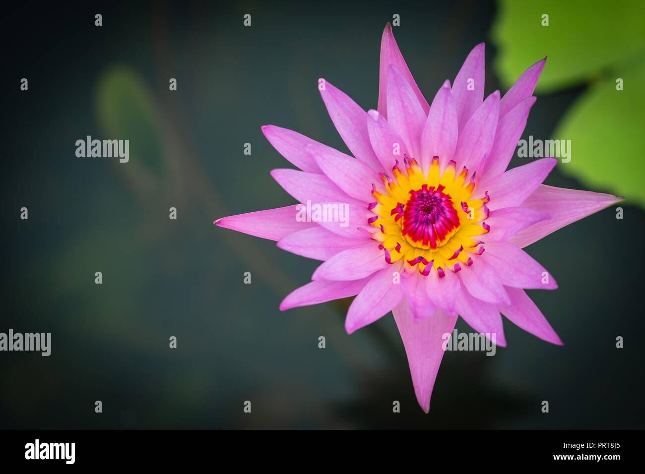 Lotus in the basin beautiful Stock Photo - Alamy