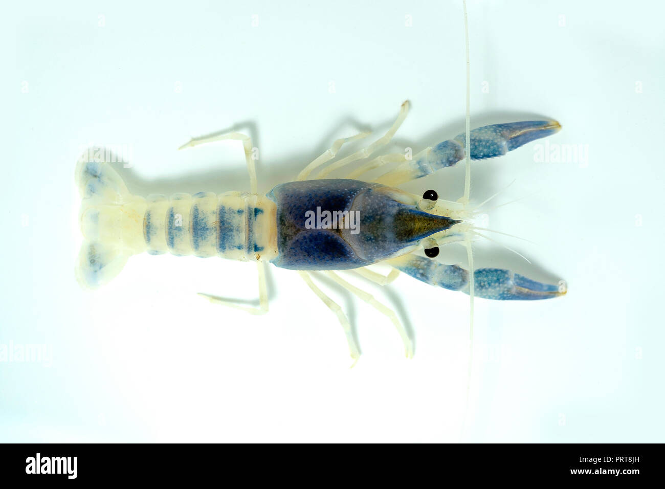 crayfish Procambarus clarkii ghost in the aquarium Stock Photo - Alamy