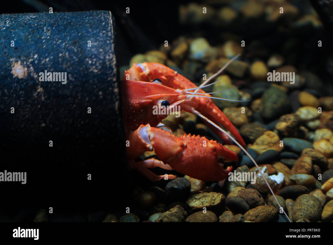crayfish Procambarus clarkii ghost in the aquarium Stock Photo - Alamy