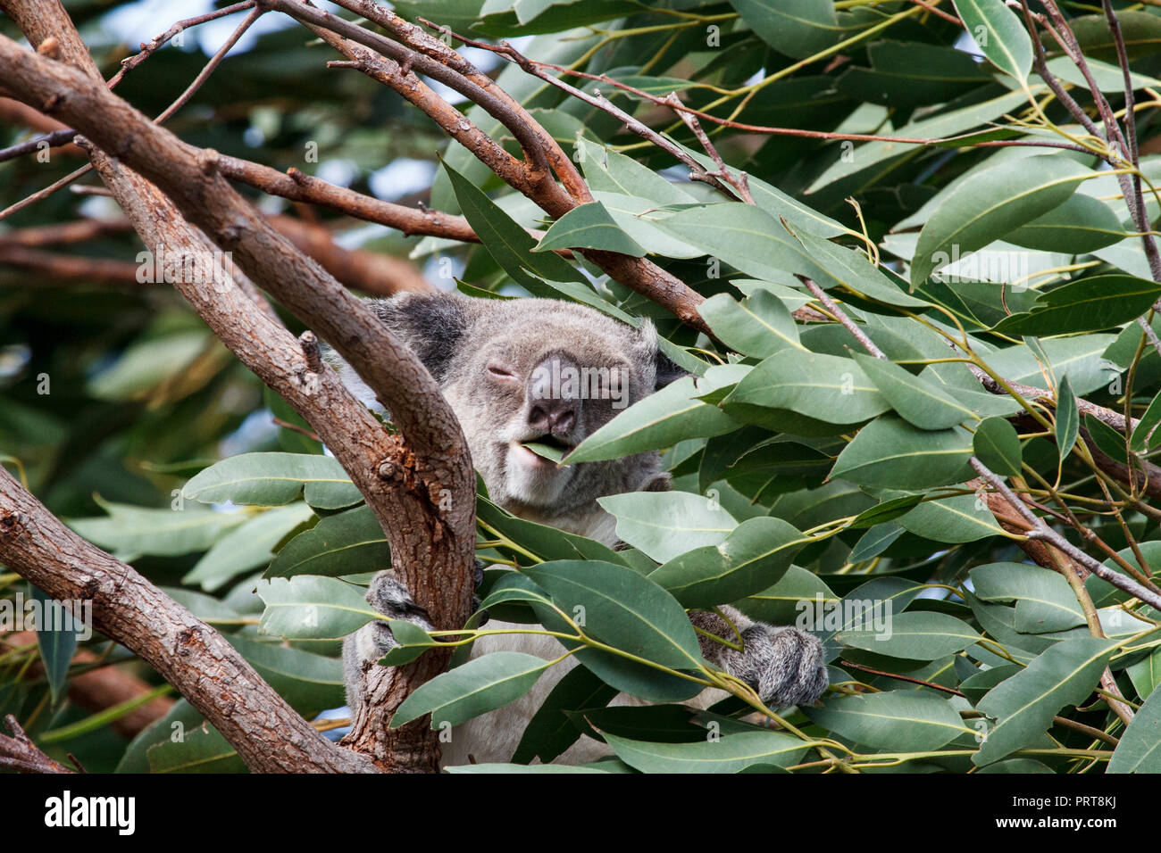 Koala at Amity Point Stock Photo - Alamy