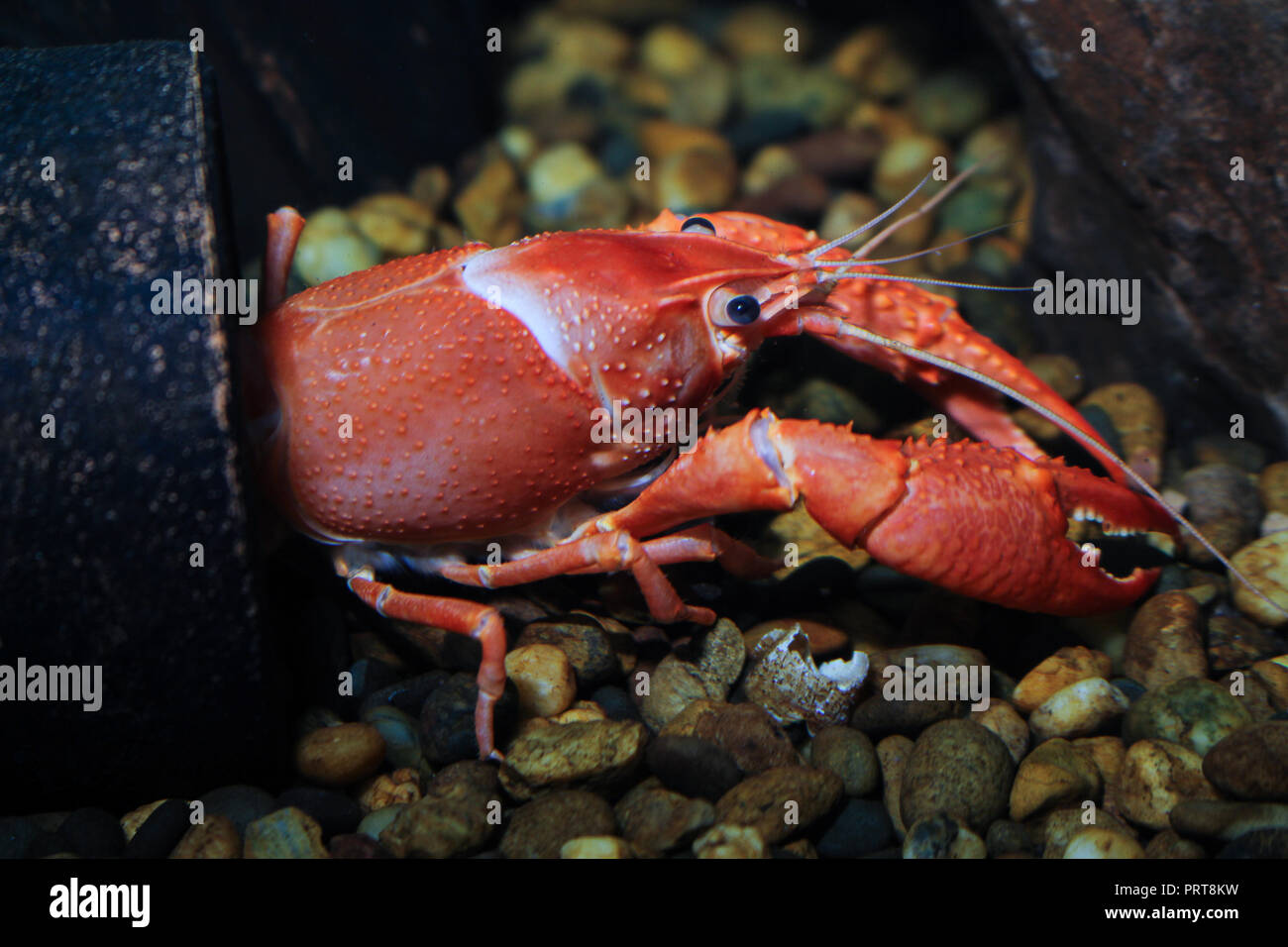 crayfish Procambarus clarkii ghost in the aquarium Stock Photo - Alamy