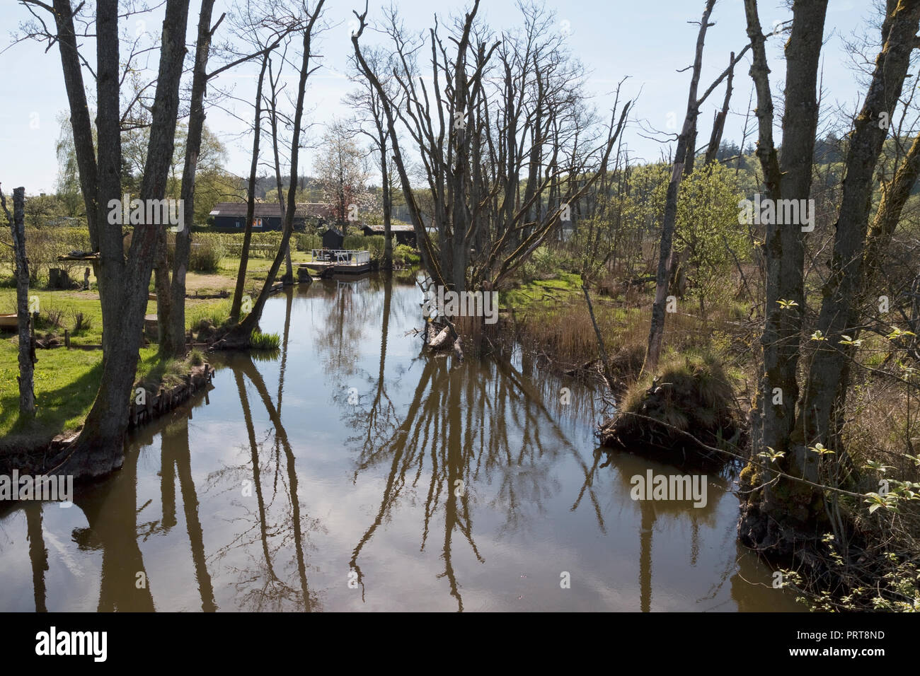 Dead trees at a small river Stock Photo - Alamy