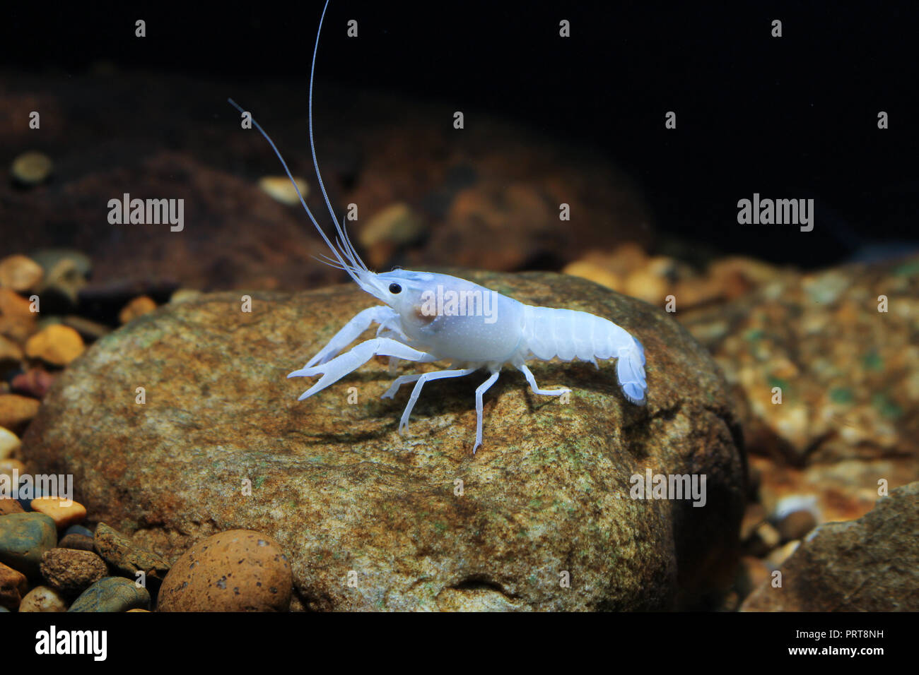 crayfish Procambarus clarkii ghost in the aquarium Stock Photo - Alamy