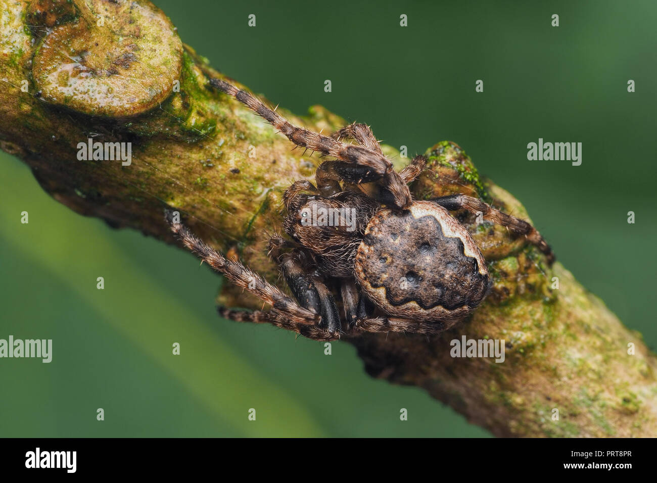 Walnut Orb-weaver spider on tree branch. Tipperary, Ireland Stock Photo ...