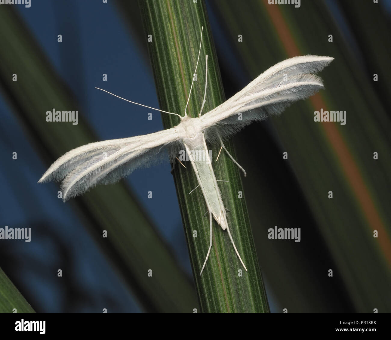 White Plume Moth (Pterophorus pentadactyla) perched on plant stem ...