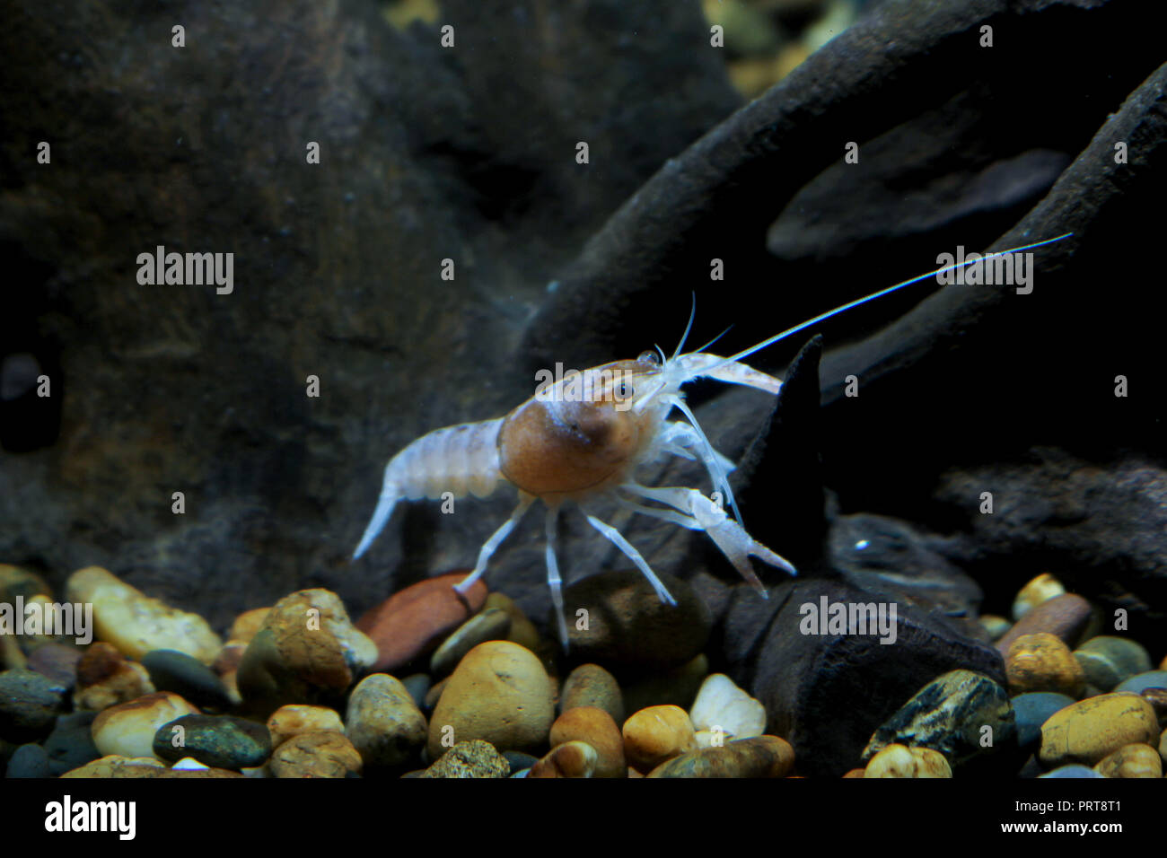 crayfish Procambarus clarkii ghost in the aquarium Stock Photo - Alamy