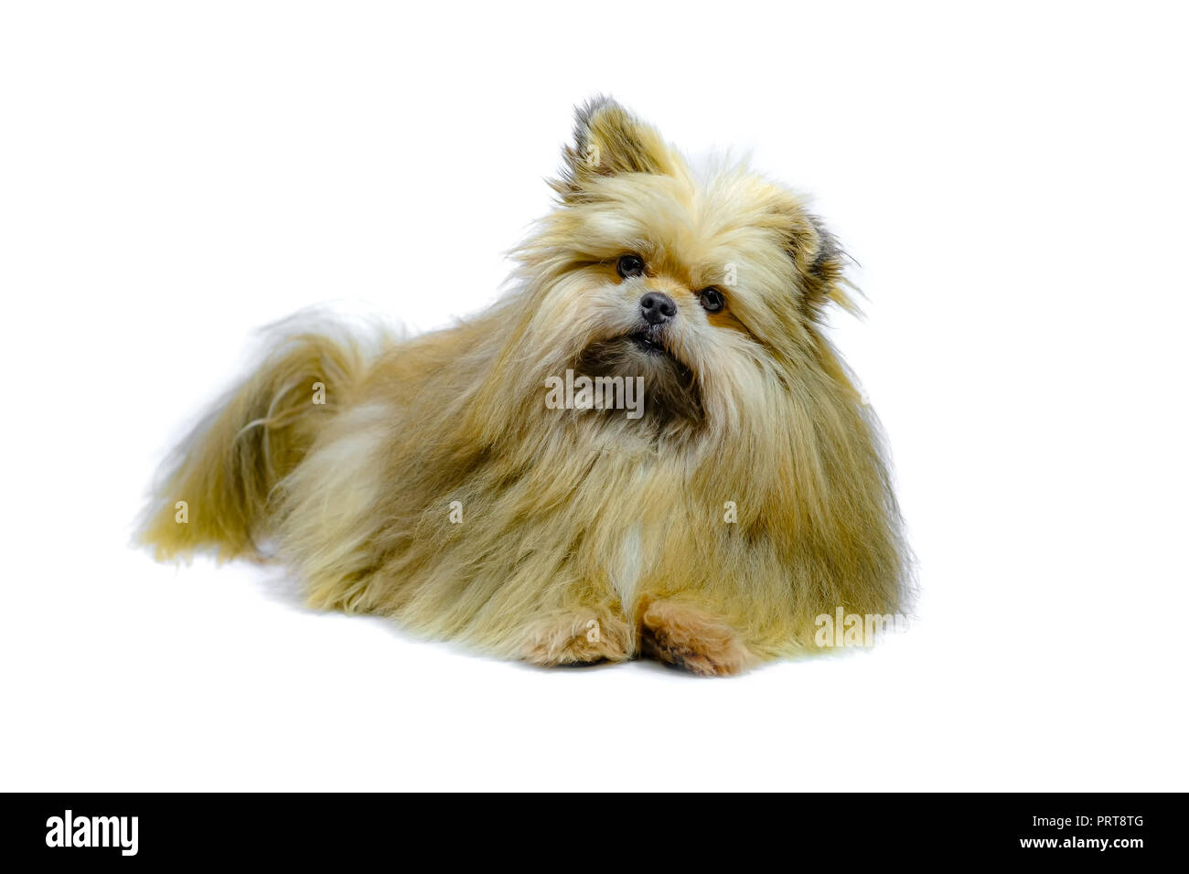 Dog and outdoor training Cut Out Stock Images & Pictures - Alamy