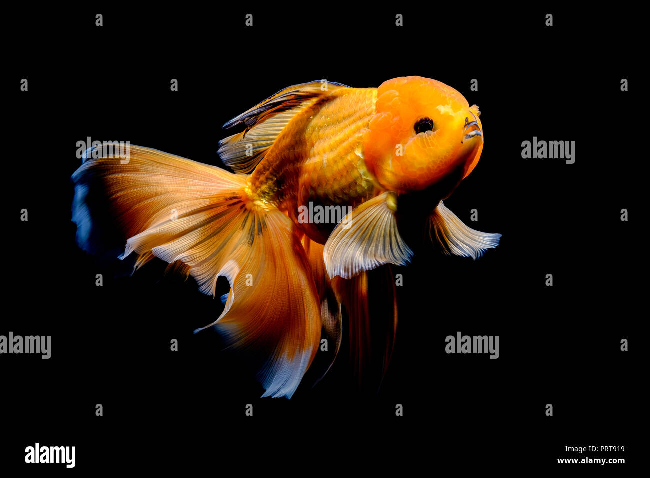 Goldfish in the aquarium Stock Photo - Alamy