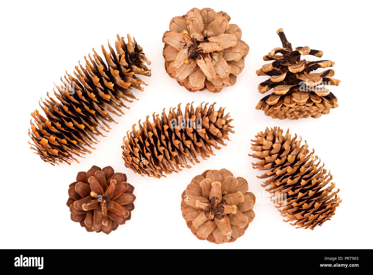 cones isolated on a white background Stock Photo - Alamy