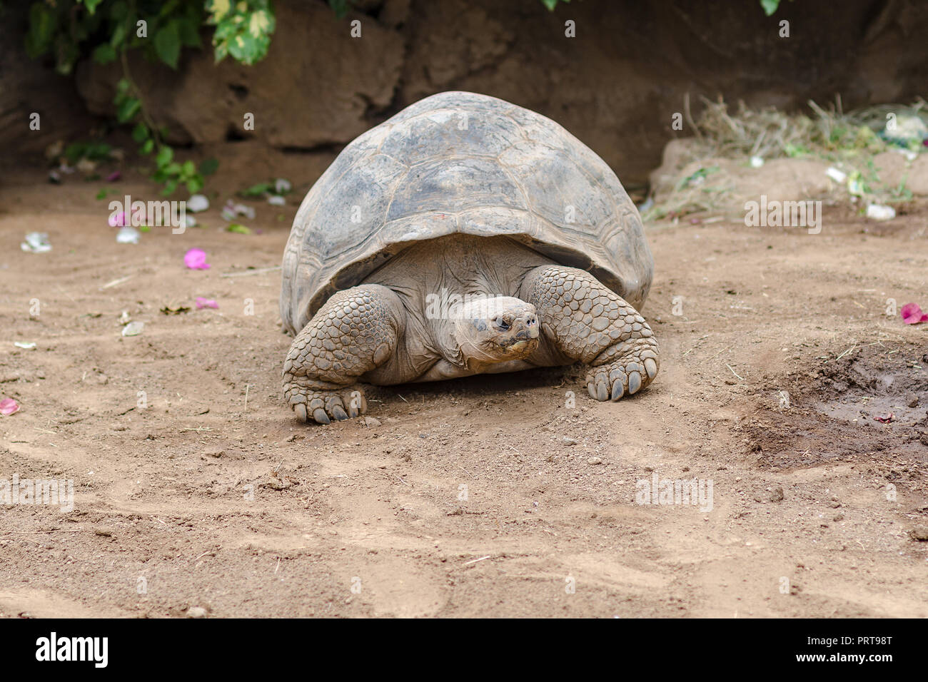 a frontal view of a giant tortoise Stock Photo - Alamy