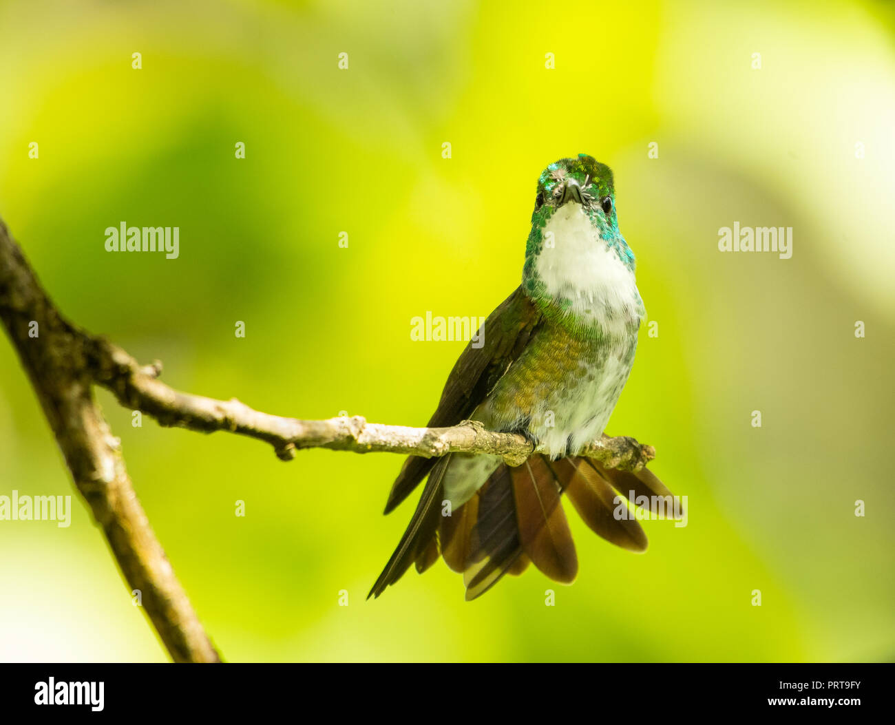 White Chested Emerald hummingbird, Amazilia brevirostris, preening with ...