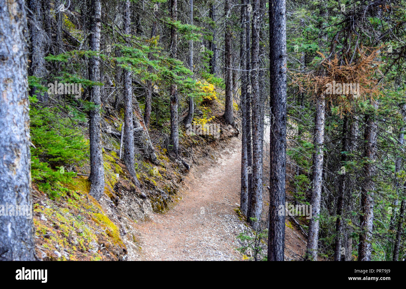 Hiking trail in the Kananaskis area Stock Photo - Alamy