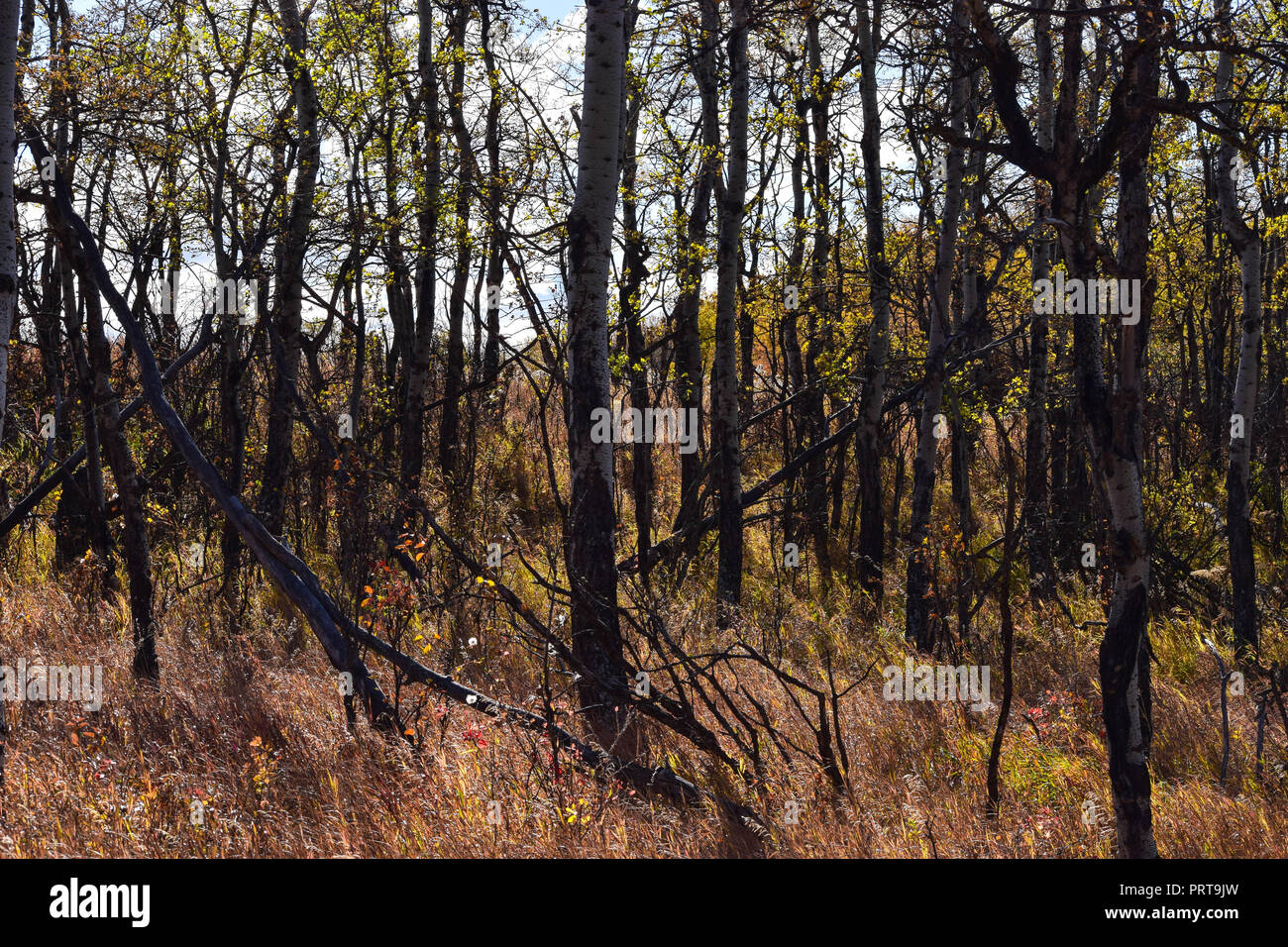 Shady trail in forest hi-res stock photography and images - Alamy