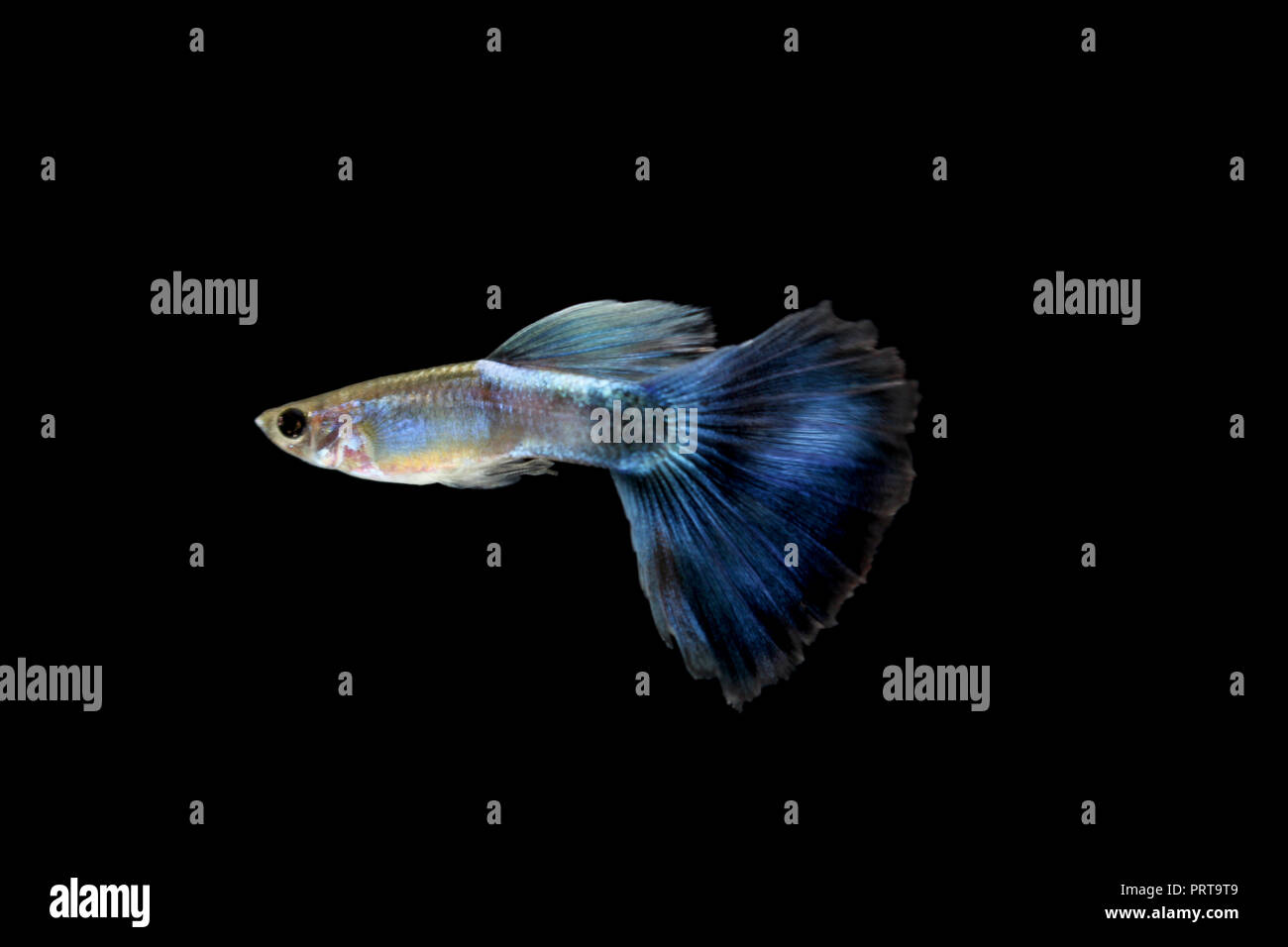 guppy fish in the aquarium Stock Photo - Alamy