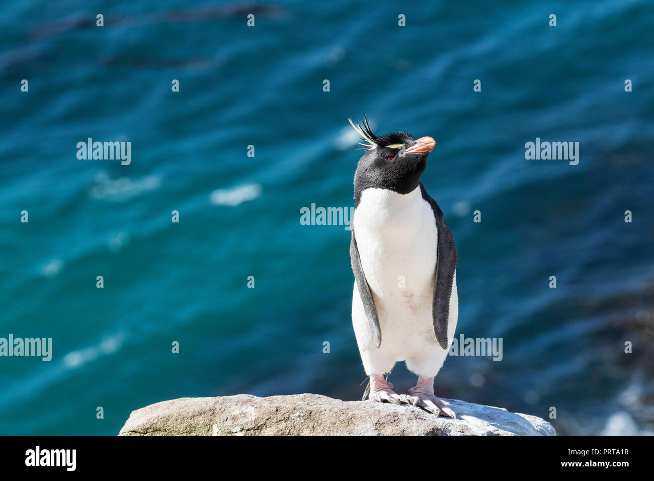 Southern Rockhopper Penguin (Eudyptes chrysocome), with blue sea behind ...