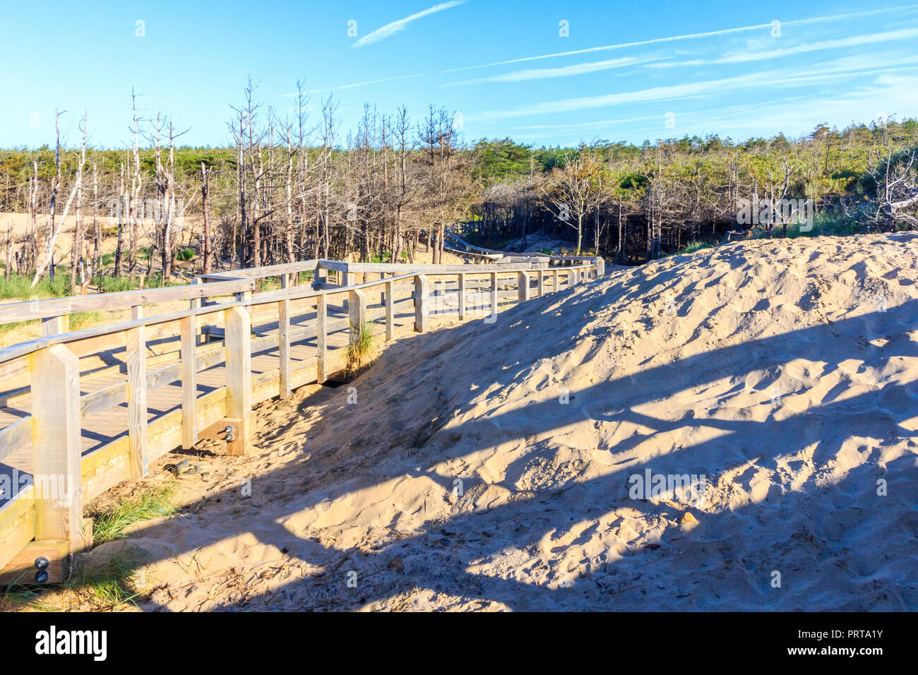 Boardwalk through the Newborough forest, Anglesey, Wales, United ...