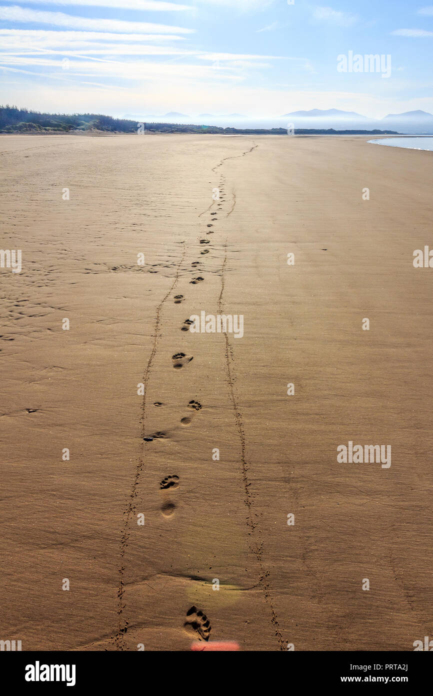 Footprints in the sand on deserted Newborough beach, Anglesey, Wales ...