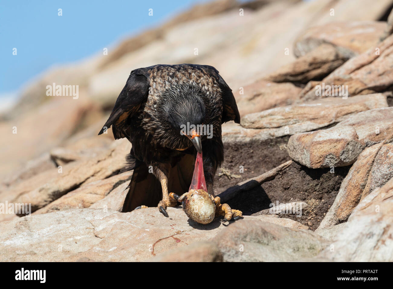 Rook bird eating egg hi-res stock photography and images - Alamy