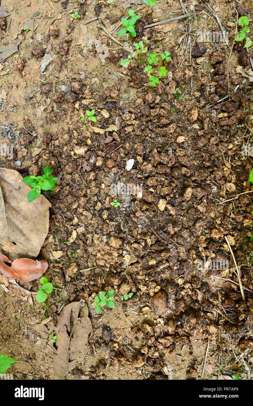 Cassowary droppings from the southern cassowary Casuarius casuarius ...