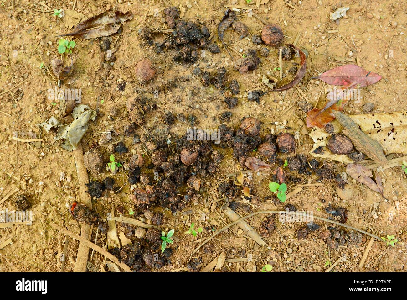 Cassowary droppings from the southern cassowary Casuarius casuarius ...