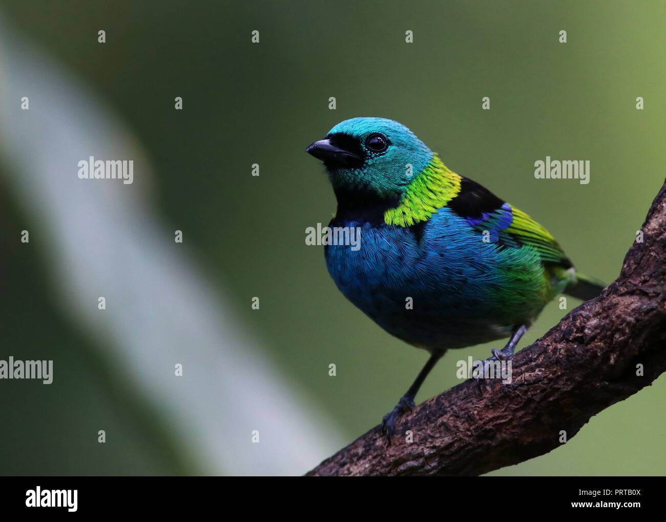 Green headed tanager hi-res stock photography and images - Alamy