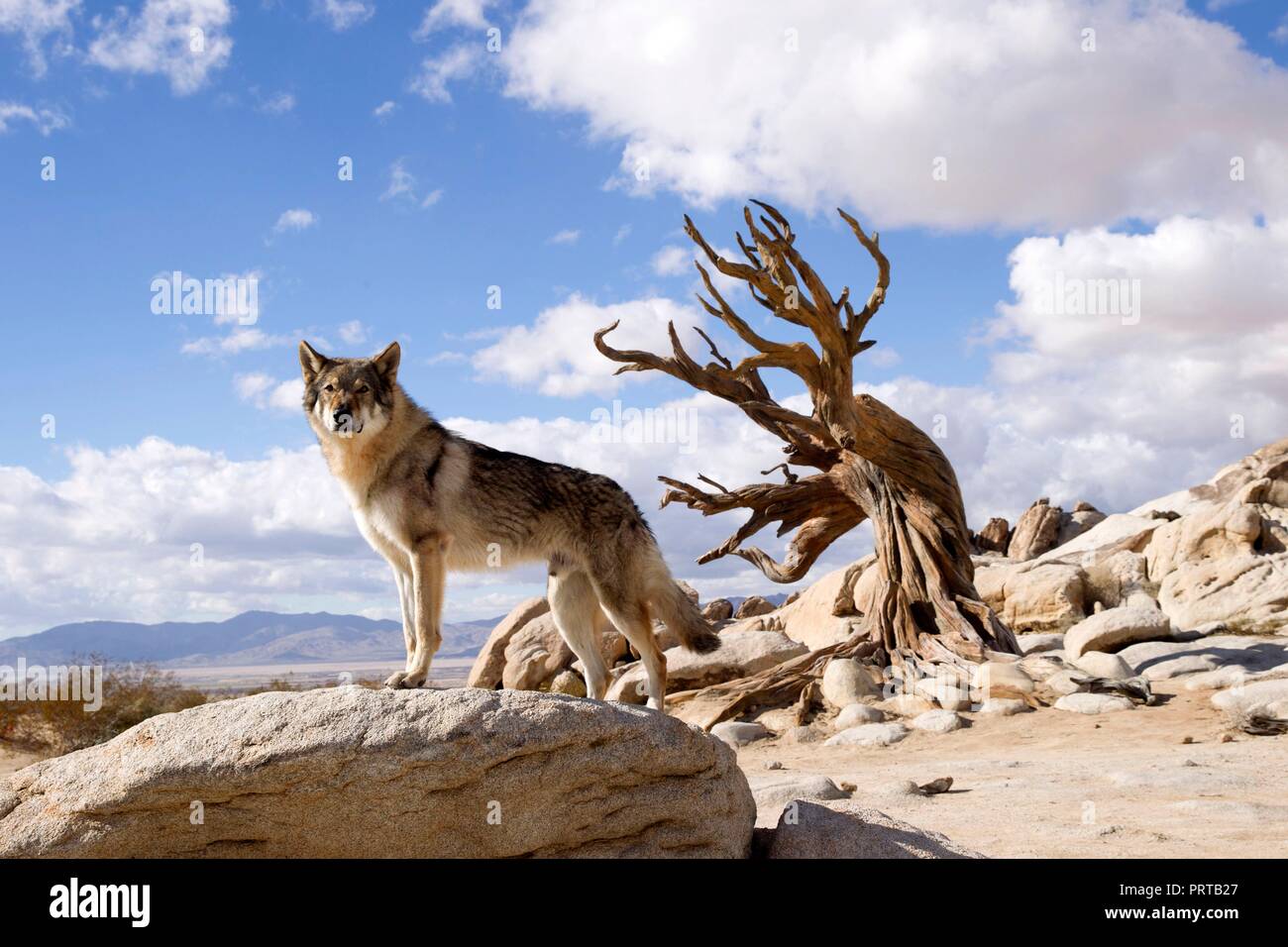 Original film title: ALPHA. English title: ALPHA. Year: 2018. Director ...