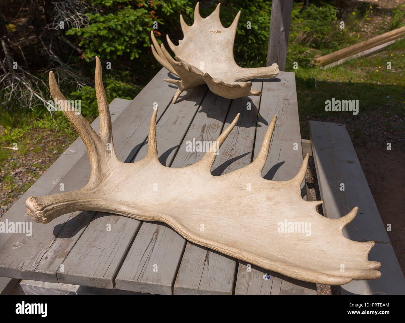 CAPE BRETON, NOVA SCOTIA, CANADA - Moose antlers on display at Skyline ...