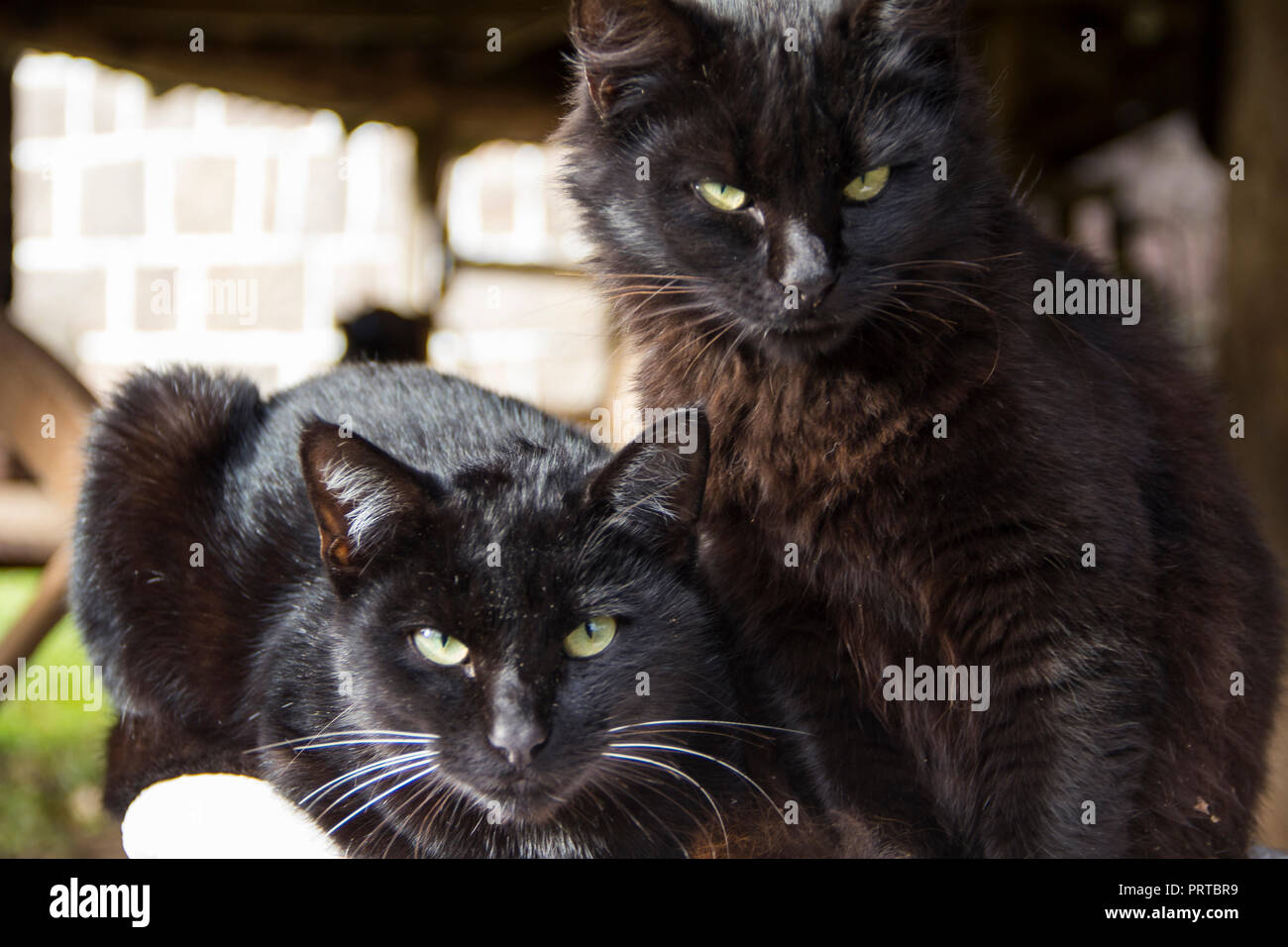 Two Black Cats High Resolution Stock Photography and Images - Alamy